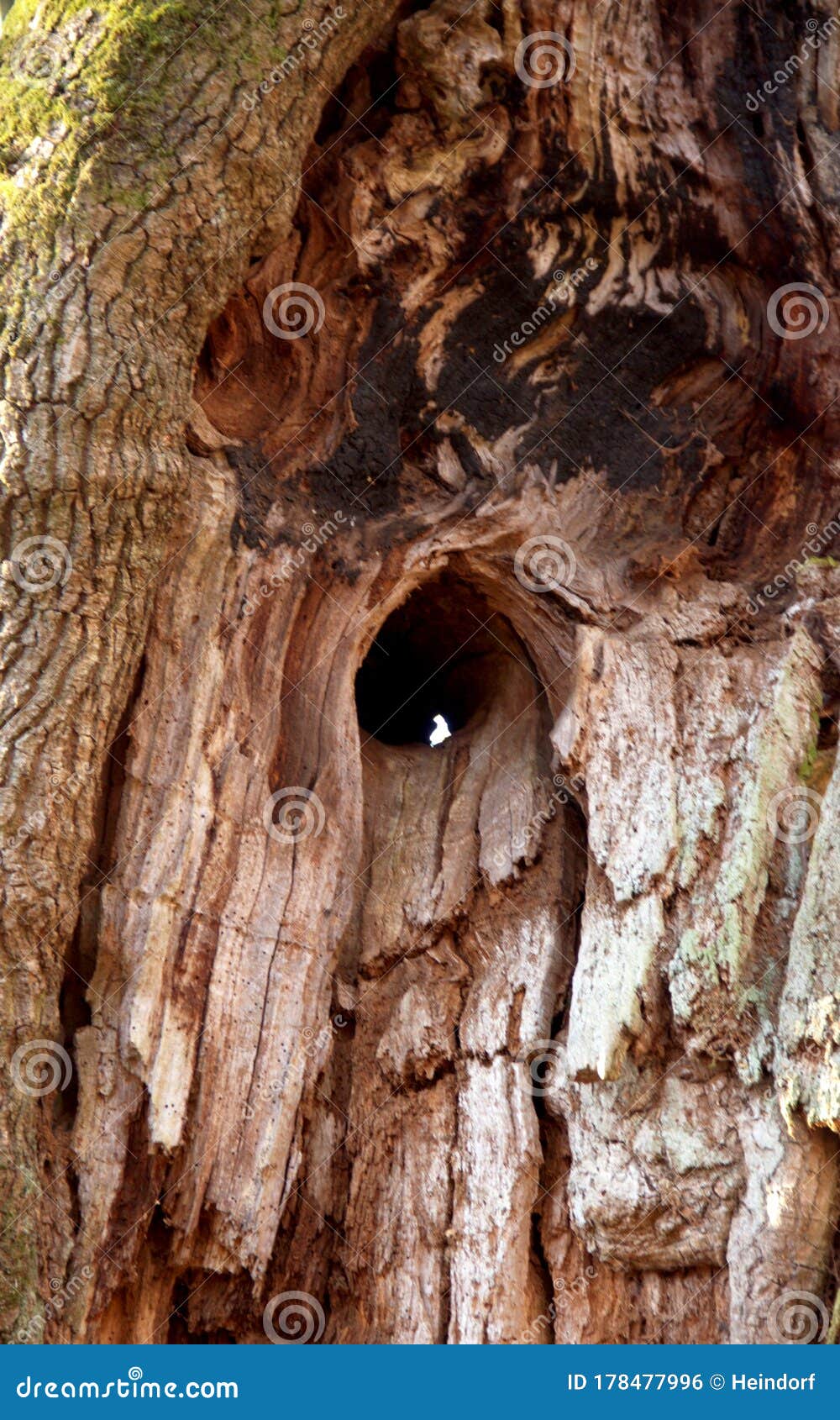 Sababurg Primeval Forest, View of an Oak Tree with a Large Knothole ...