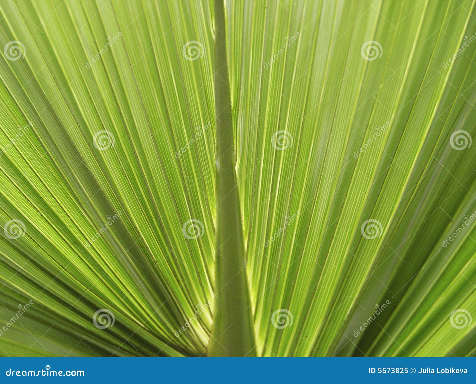 Sabal stock image. Image of life, palm, sheet, juicy, leaf - 5573825