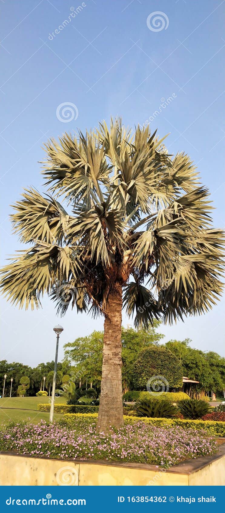 Sabal Bermudana Commonly Known As the Bermuda Palmetto or Bibby Tree ...