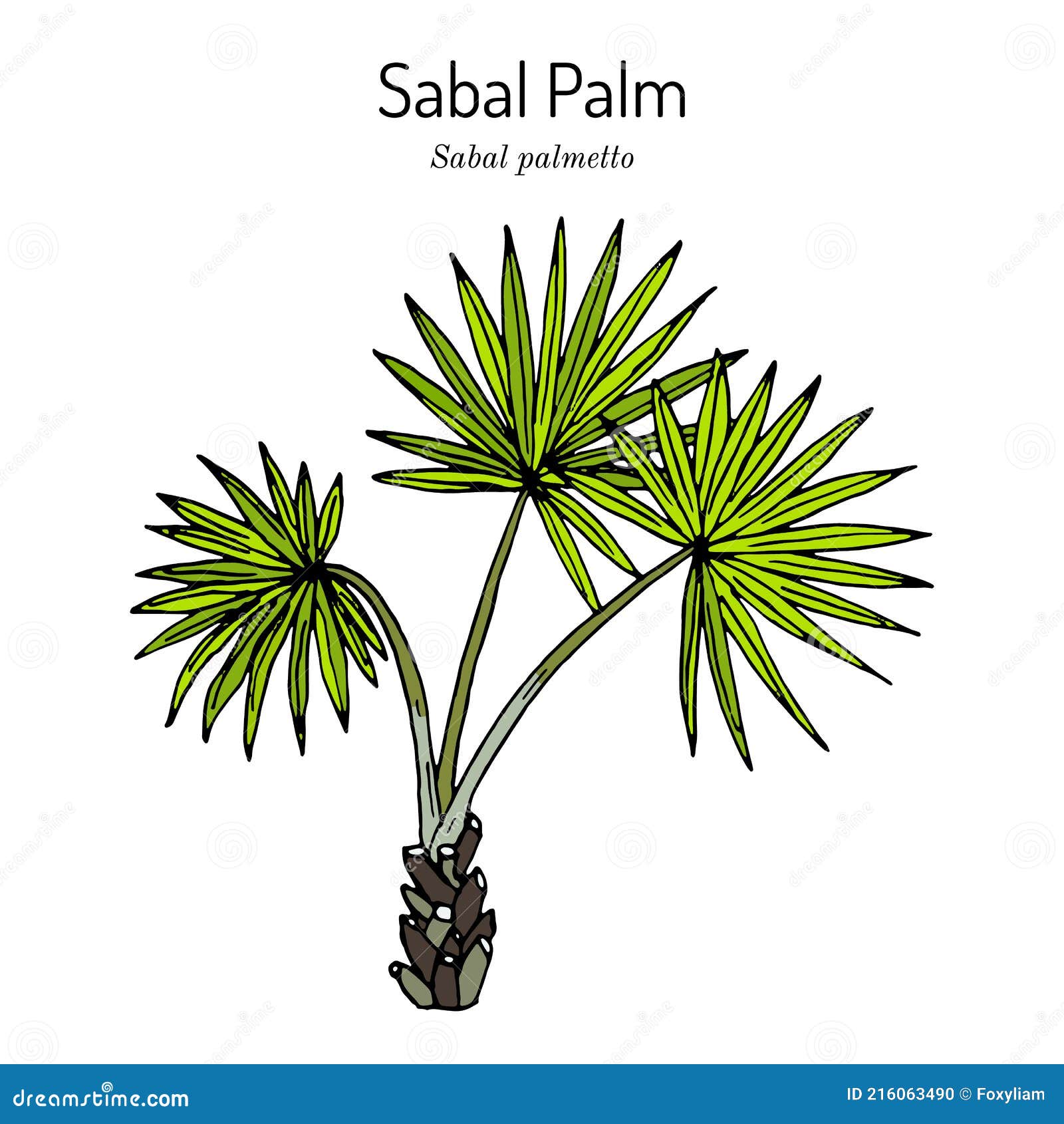 Sabal Palm Cabbage Palm Palmetto Cabbage Blue Carolina Or Common Palmetto Swamp Cabbage