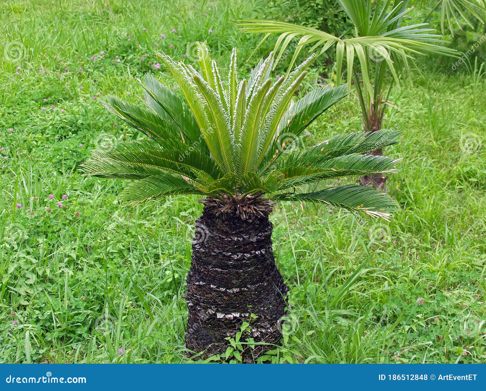Sabal palm genus stock photo. Image of stunted, tropical - 186512848