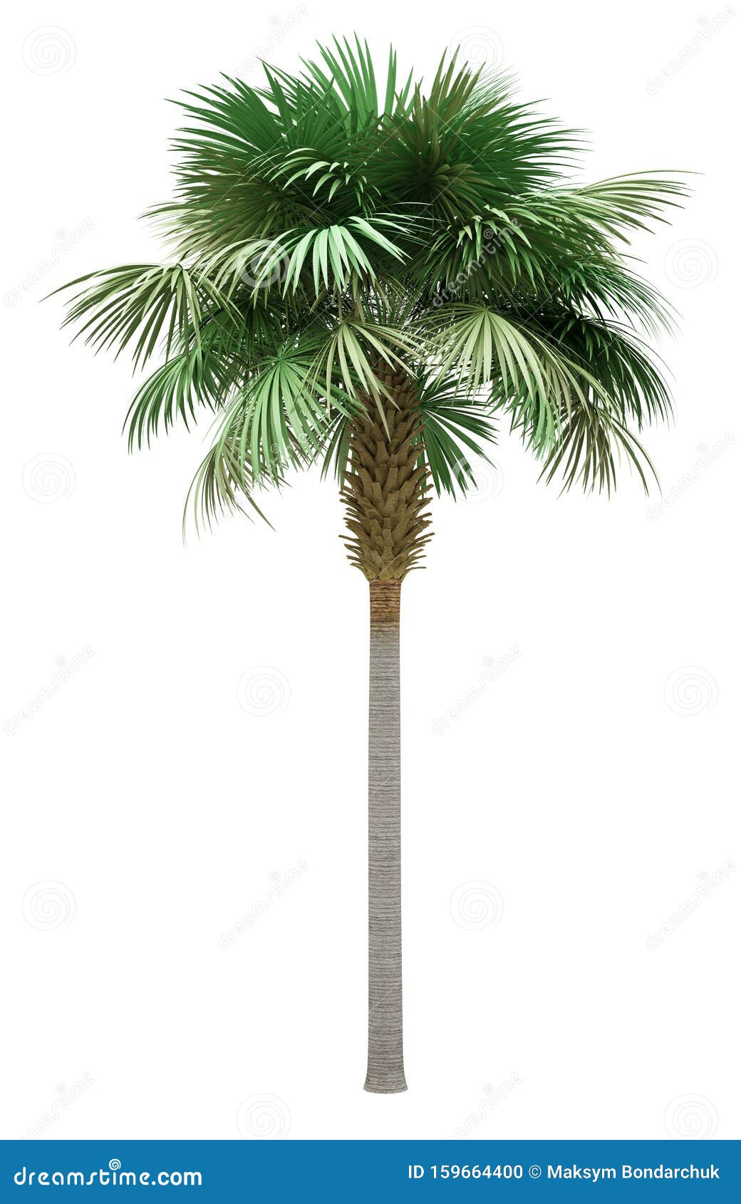 Sabal Palm Tree Isolated on White Stock Illustration - Illustration of ... Sabal Palm Tree Isolated on White Stock Illustration - Illustration of ...