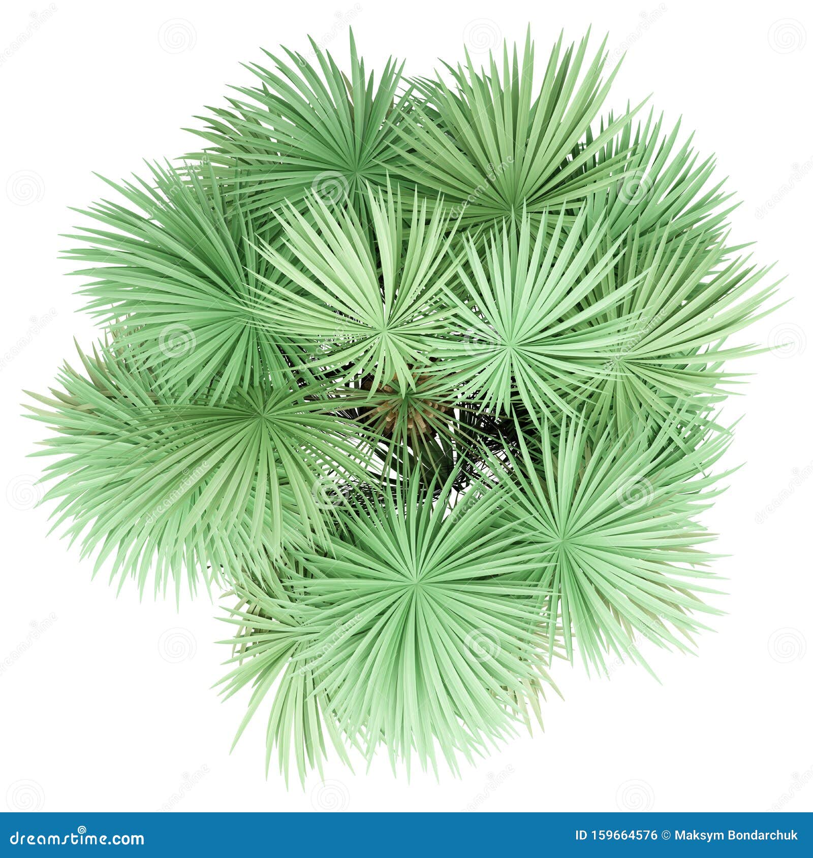 Sabal Palm Tree Isolated on White. Top View Stock Illustration ... Sabal Palm Tree Isolated on White. Top View Stock Illustration ...