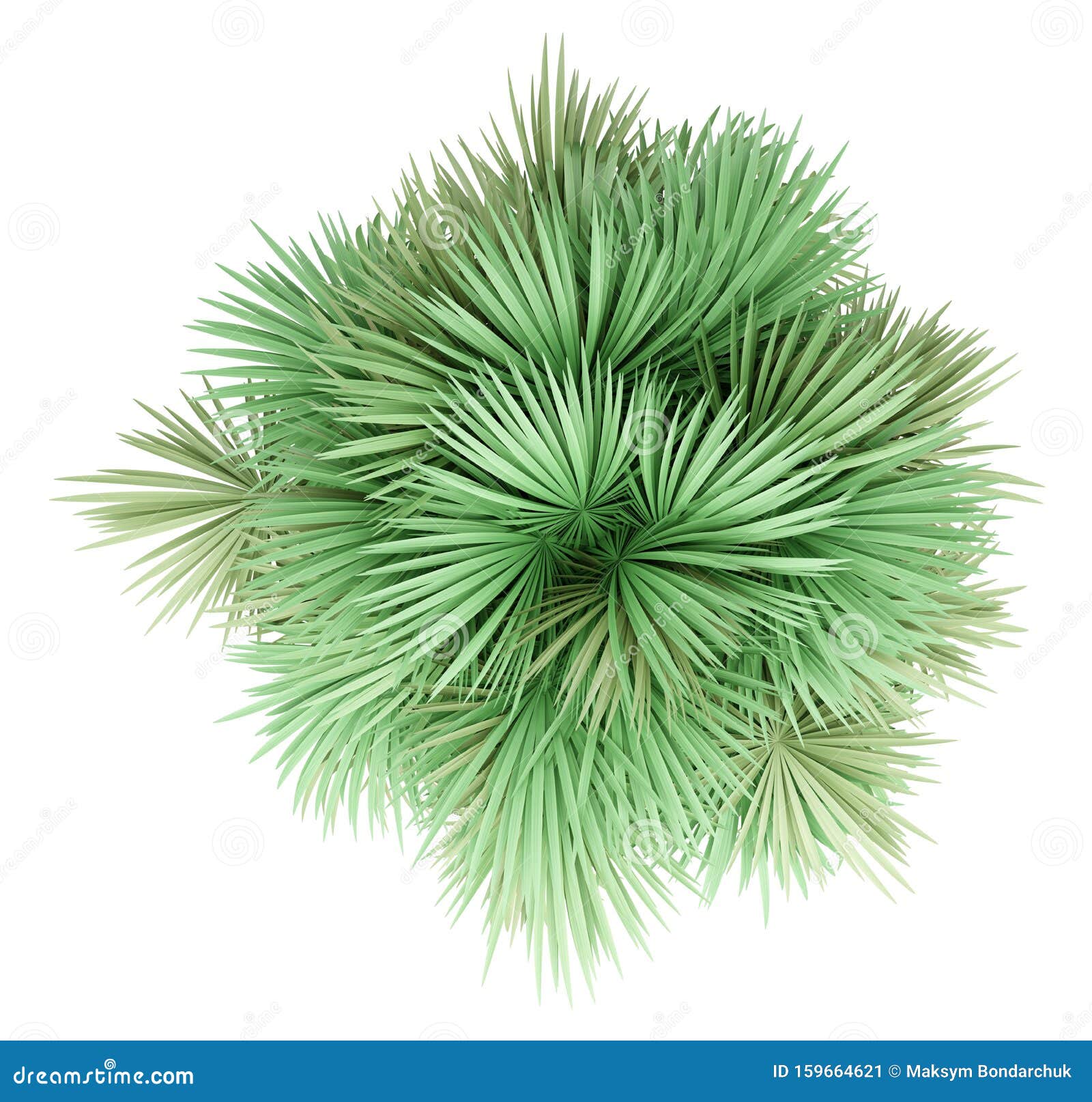 Sabal Palm Cabbage-palm, Palmetto, Cabbage, Blue, Carolina Or Common ...