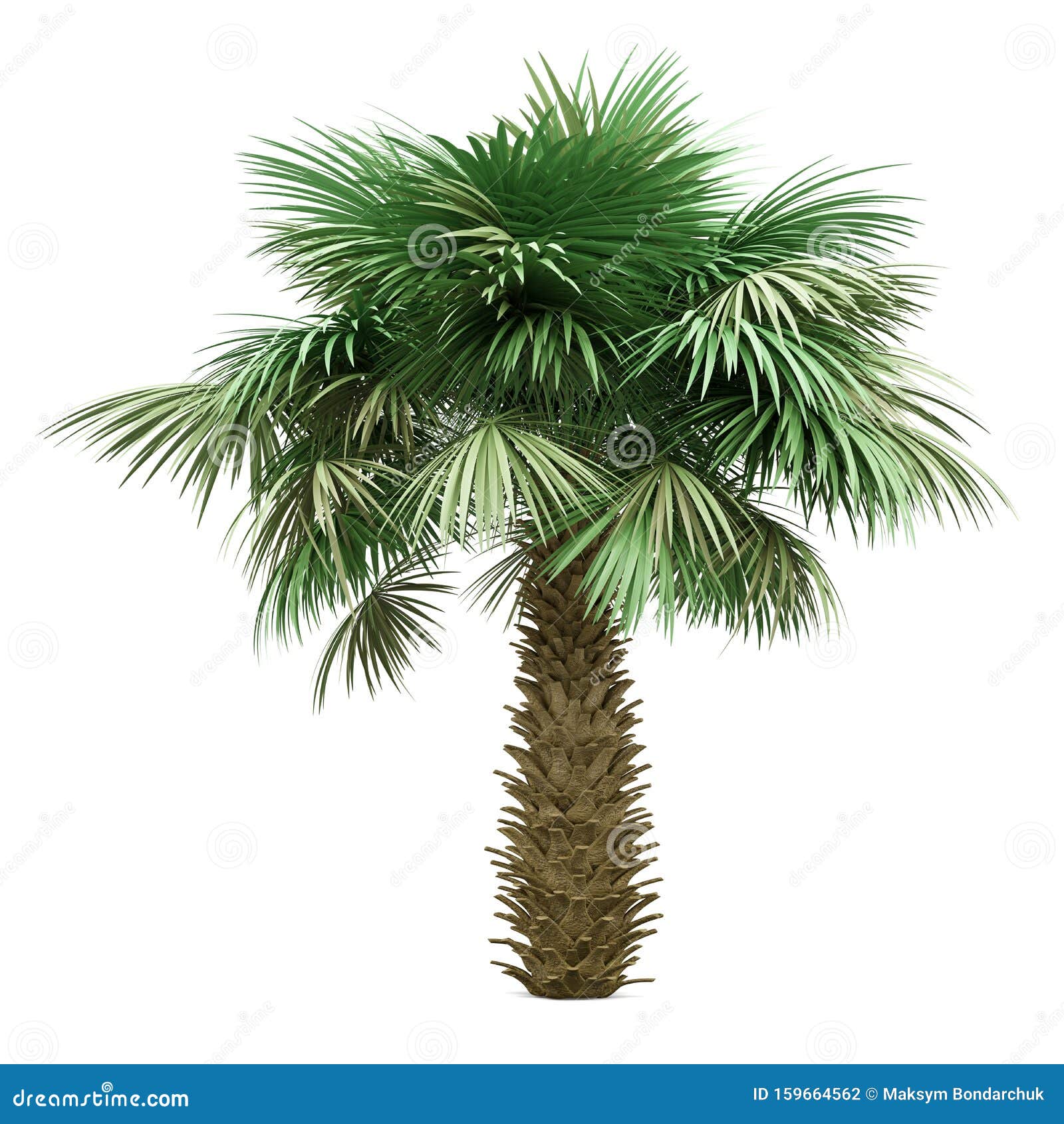 Sabal Palm Tree Isolated on White Stock Illustration - Illustration of ... Sabal Palm Tree Isolated on White Stock Illustration - Illustration of ...