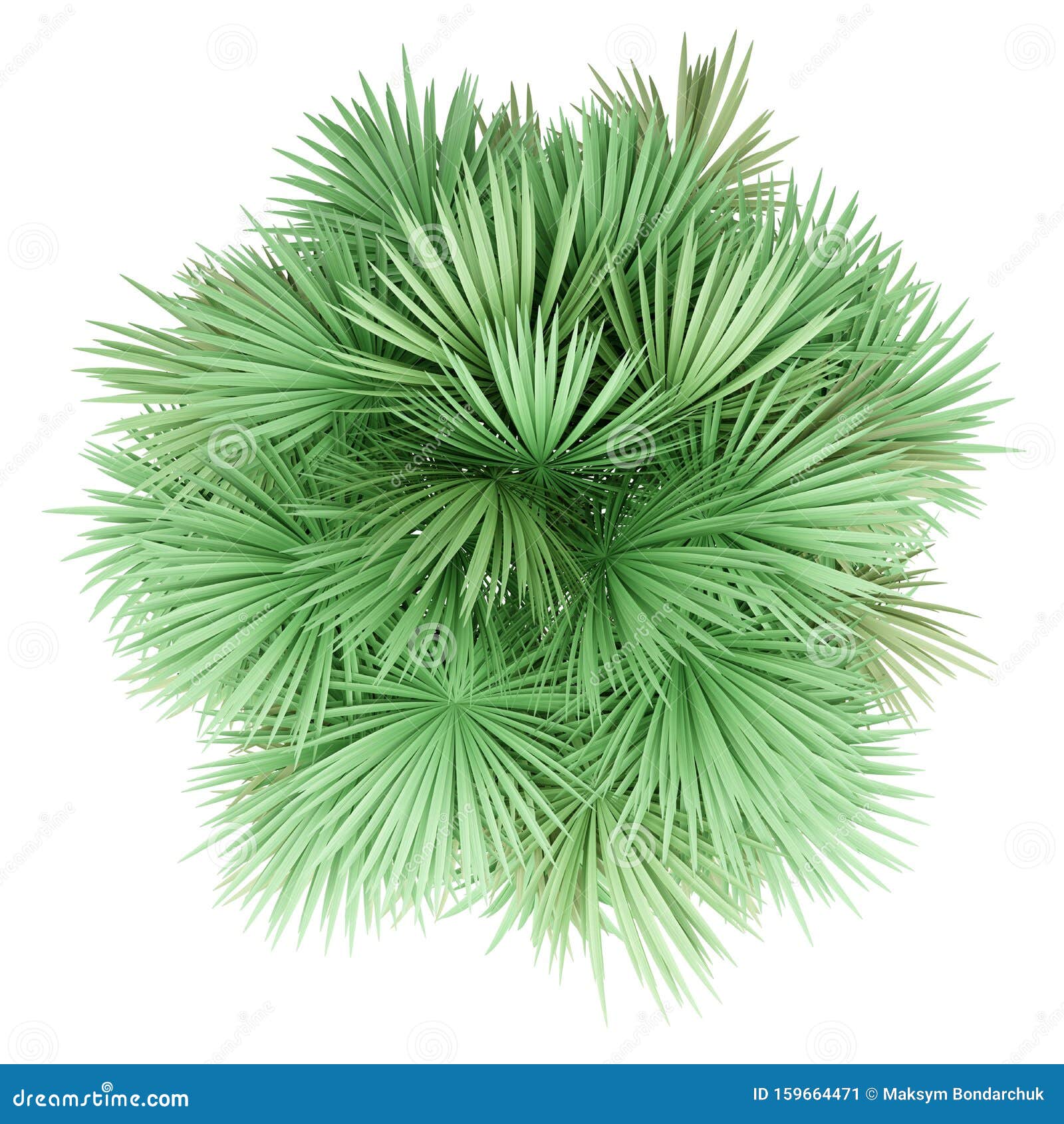 Sabal Palm Cabbage-palm, Palmetto, Cabbage, Blue, Carolina Or Common ...