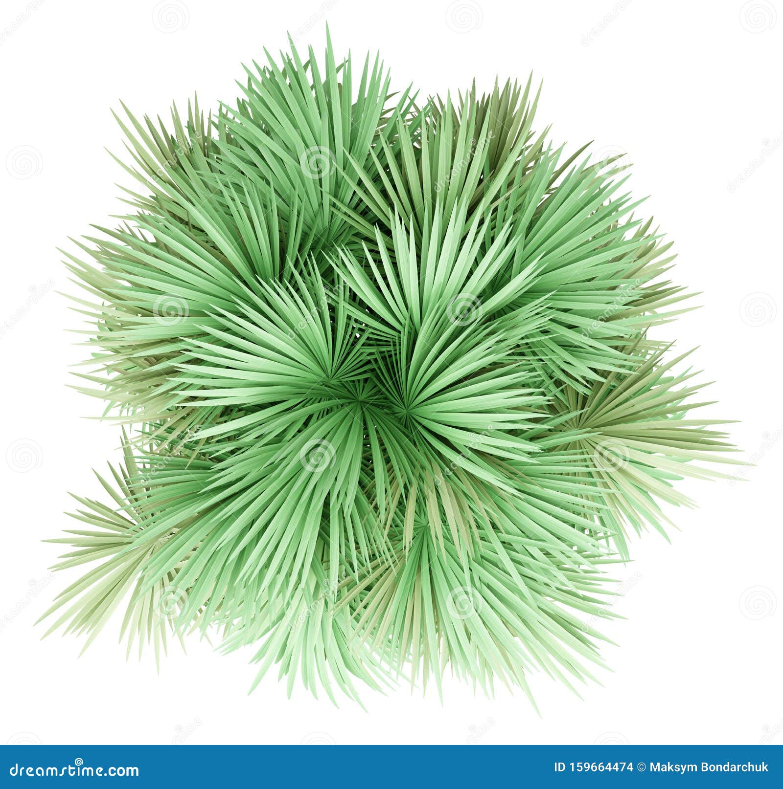 Sabal Palm Cabbage-palm, Palmetto, Cabbage, Blue, Carolina Or Common ...