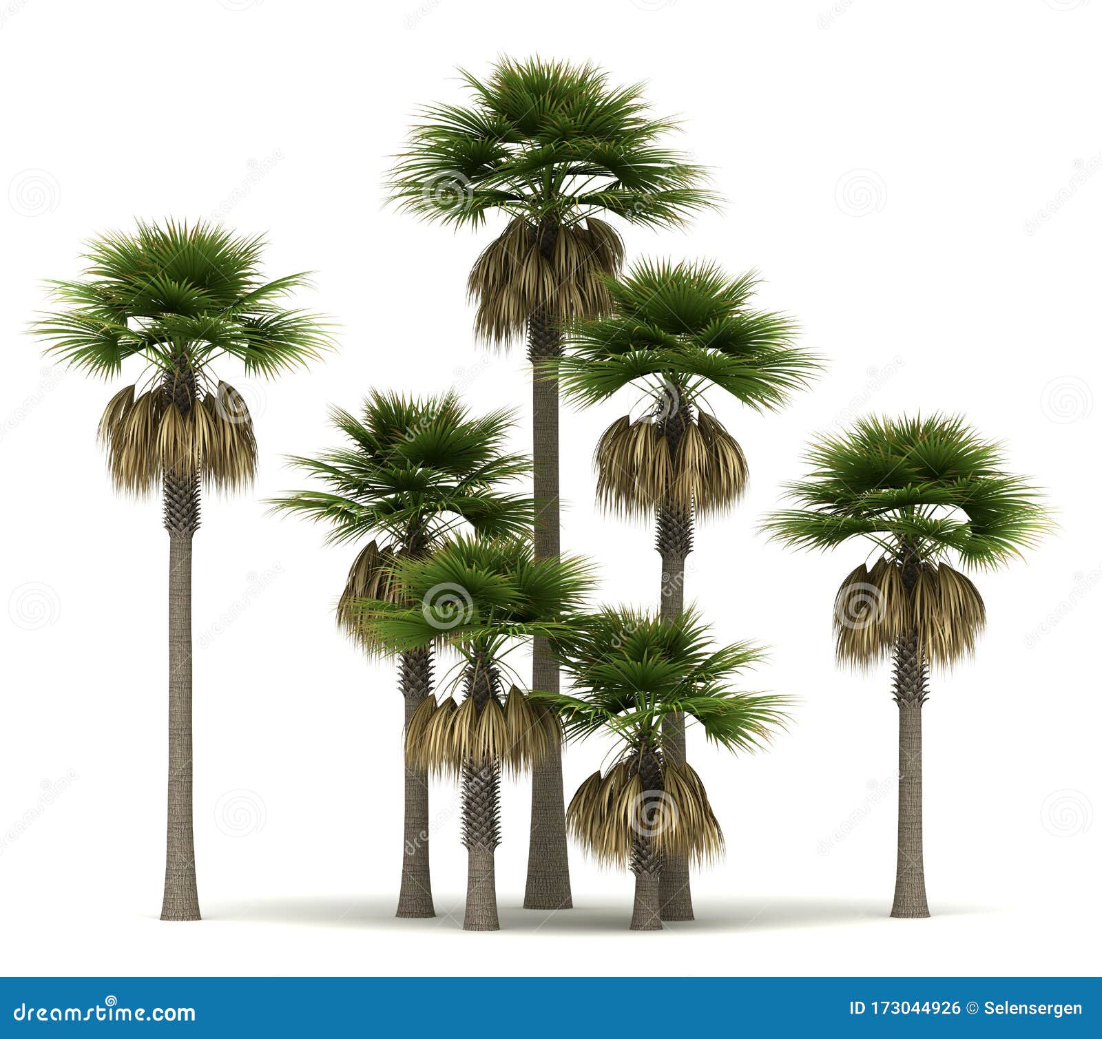 Sabal Palm Trees stock illustration. Illustration of rendering - 173044926