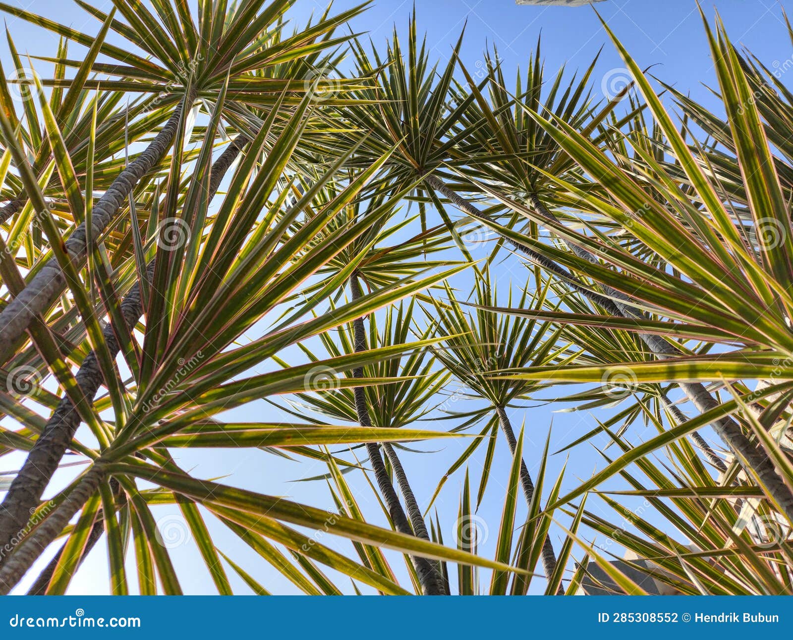 Sabal Plants Thrive in the Office Yard Stock Photo - Image of palmtrees ...