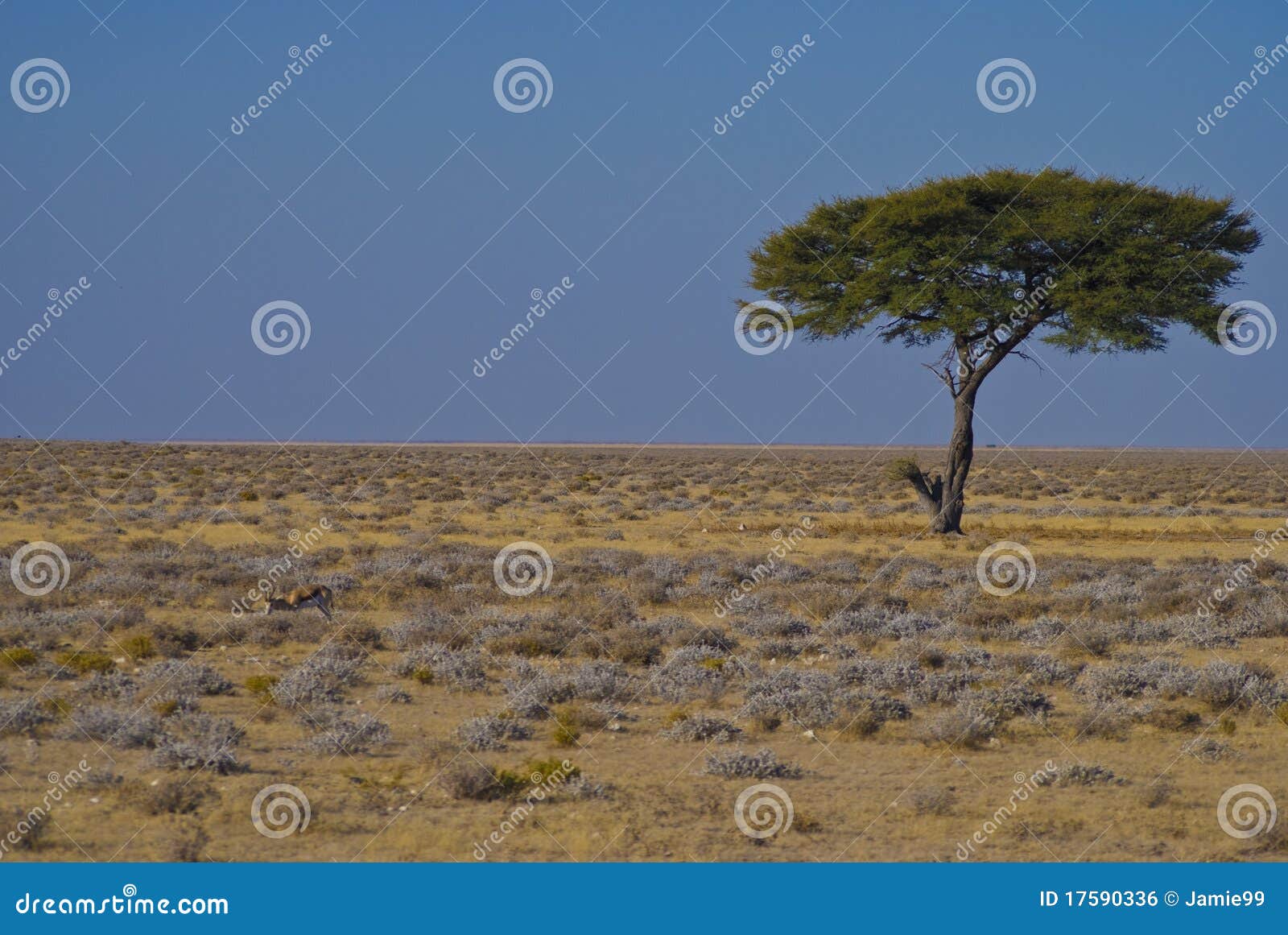 Sabana foto de archivo. Imagen de desierto, naturalizado - 17590336