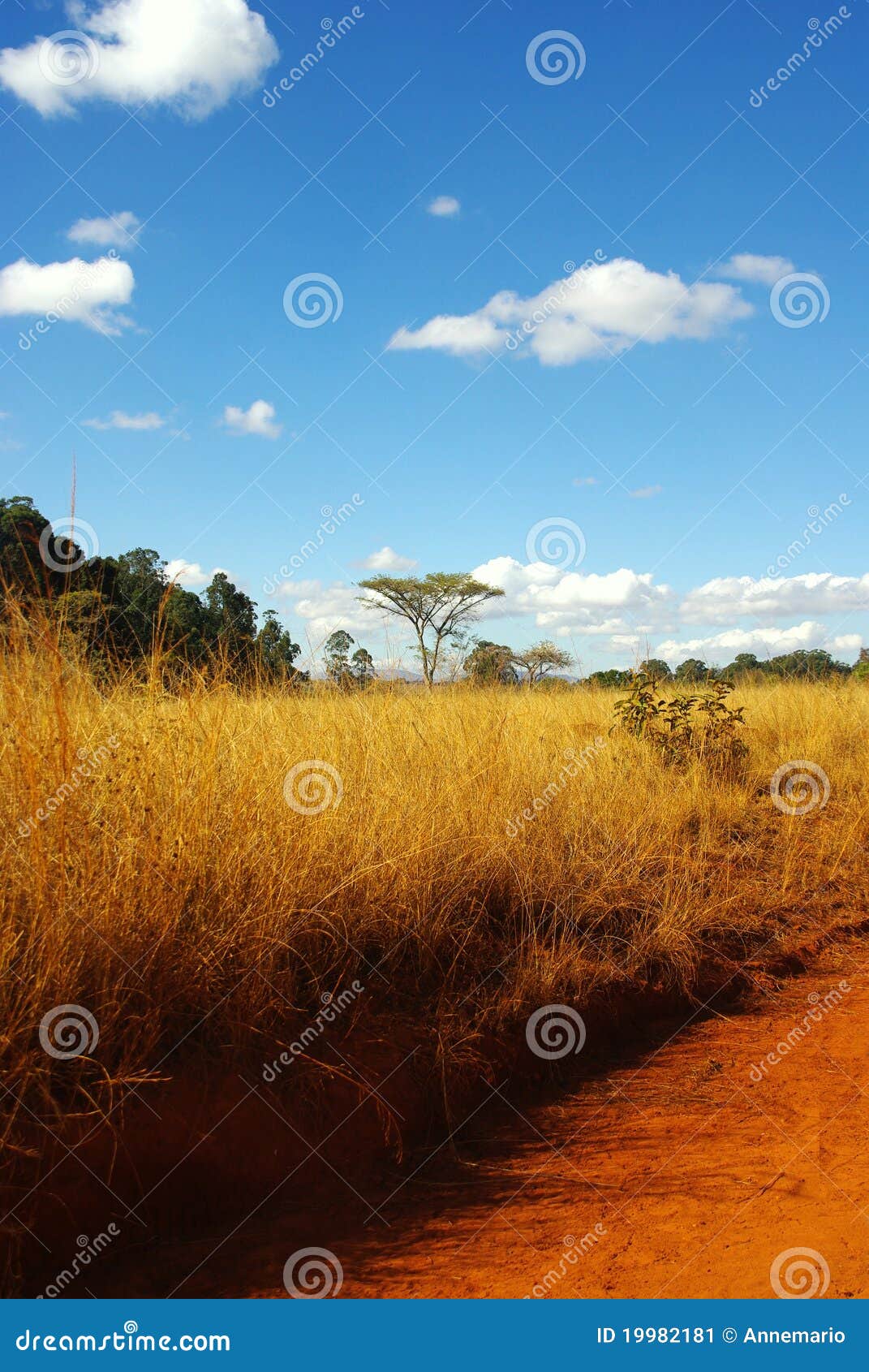Sabana imagen de archivo. Imagen de fondos, paisaje, acacias - 19982181