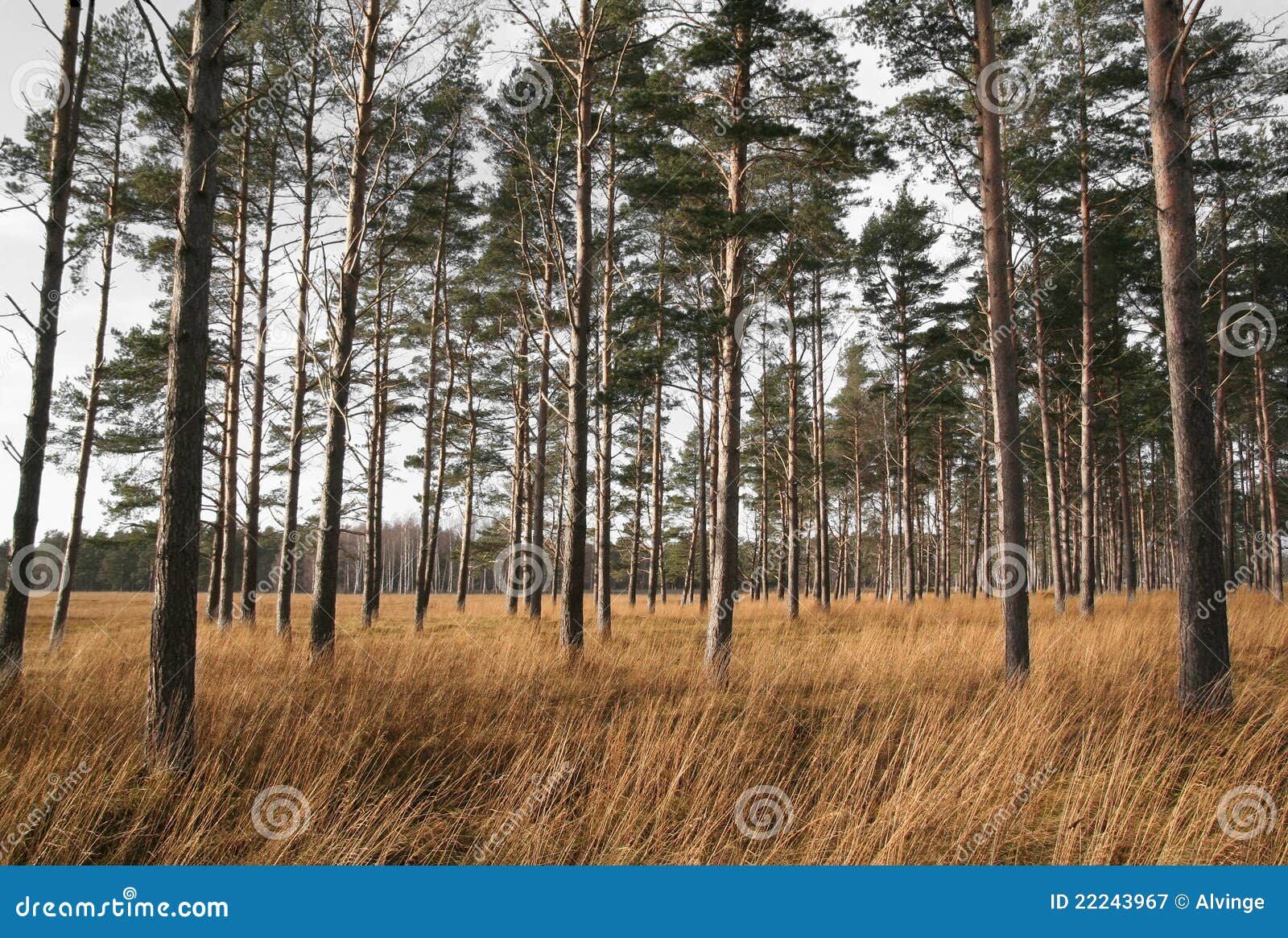 Sabana seca imagen de archivo. Imagen de hierba, exterior - 22243967