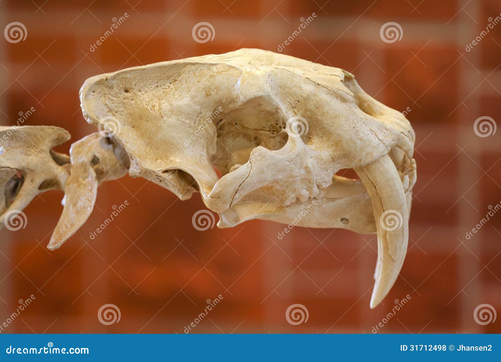 Saber Tooth Skull stock photo. Image of prehistoric, toothed - 31712498