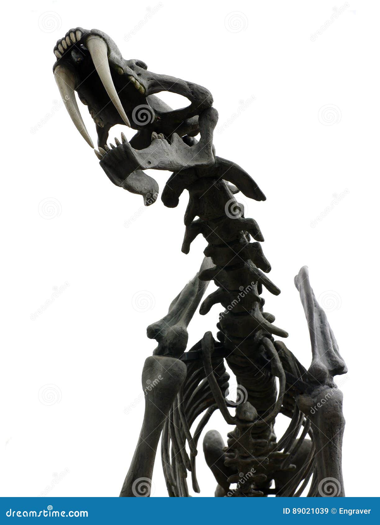 Saber-toothed Tiger Face Stock Photography | CartoonDealer.com #26934014