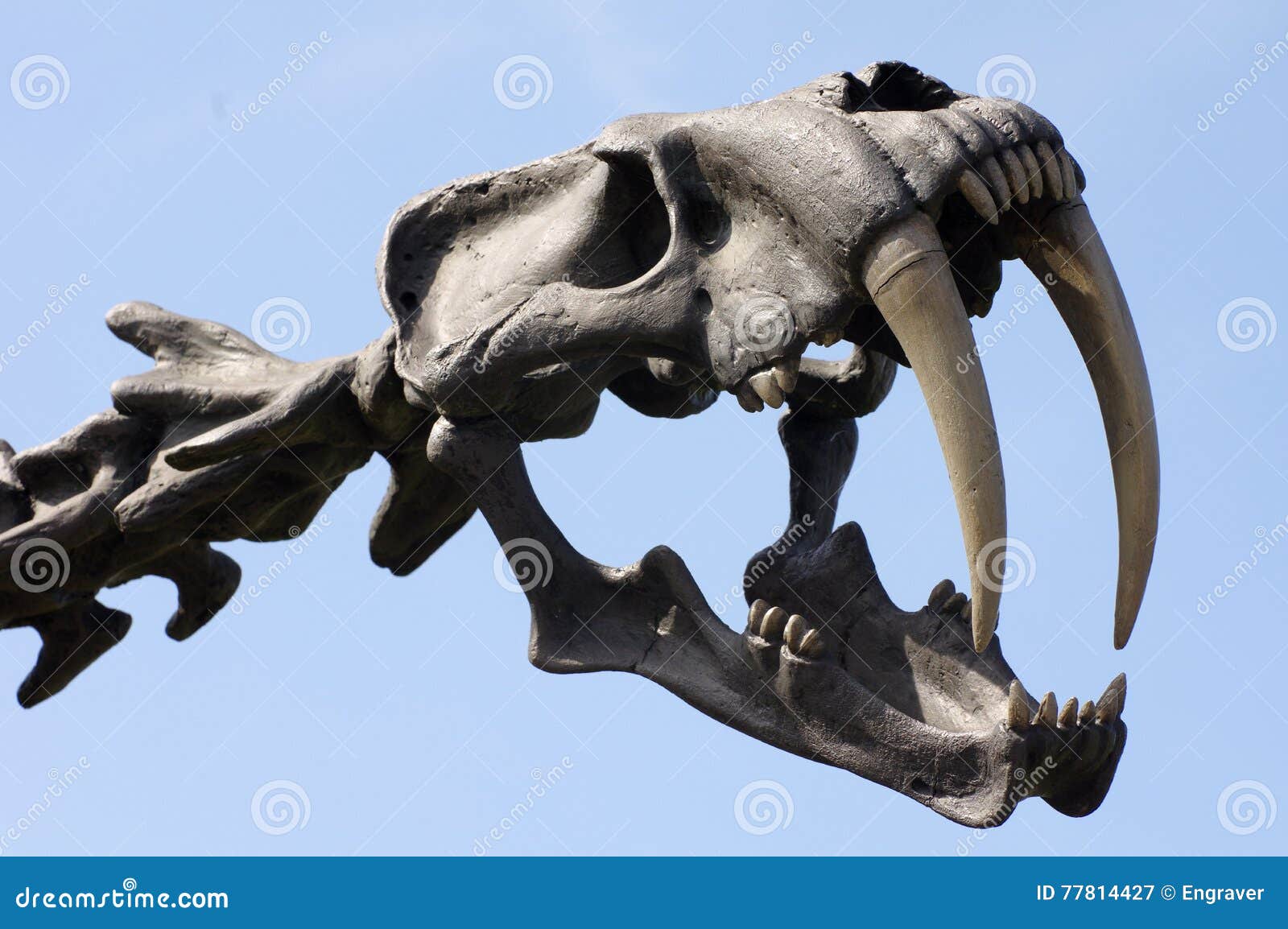 Saber-toothed Tiger Face Stock Photography | CartoonDealer.com #26934014