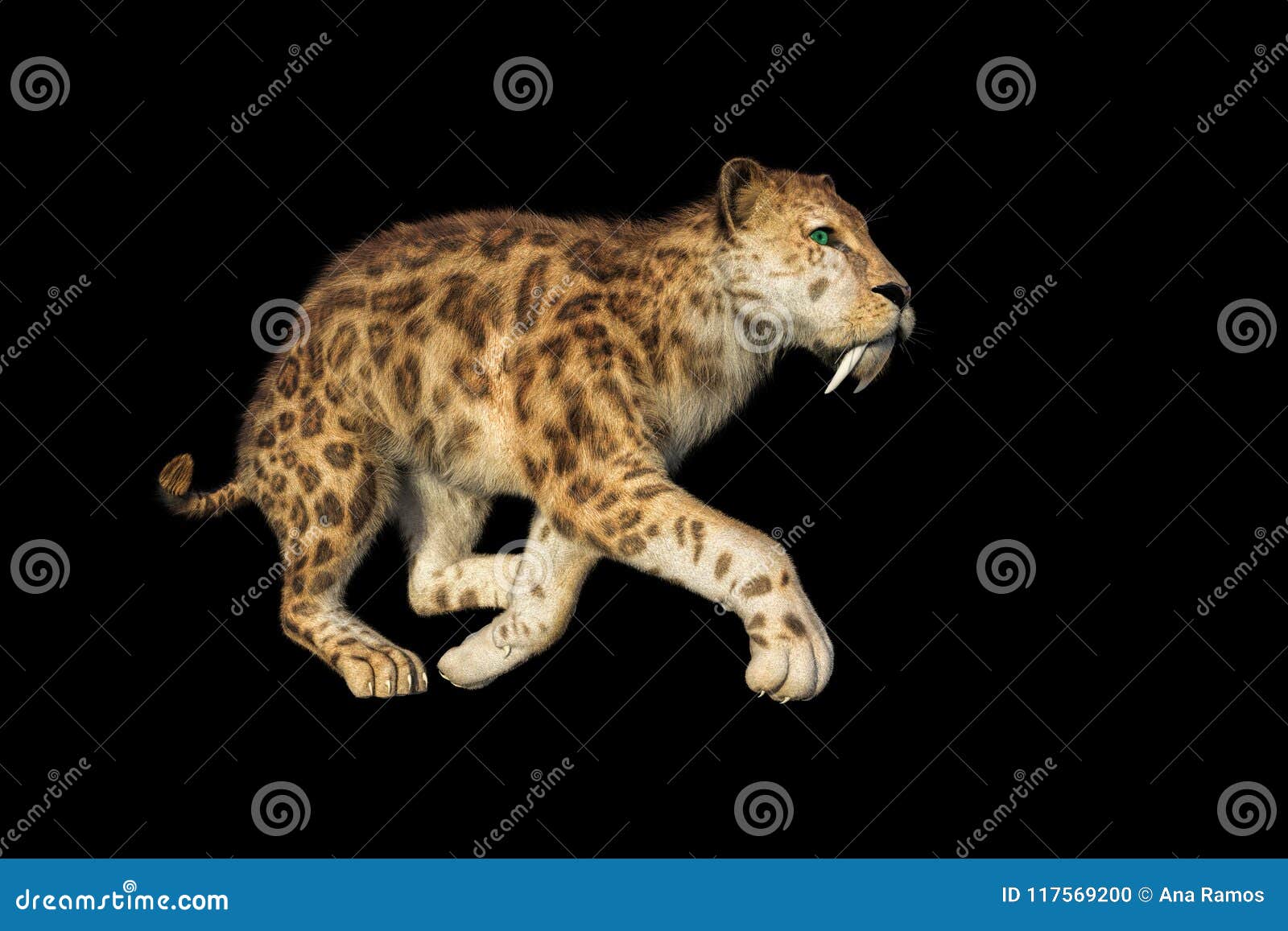 Sabertooth Black And White Illustration | CartoonDealer.com #278171098