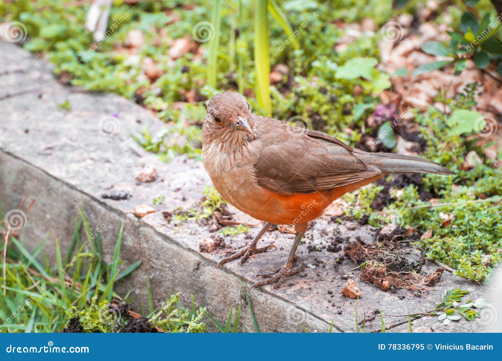 Sabia Laranjeira Bird on Garden Stock Image - Image of america, garden ...