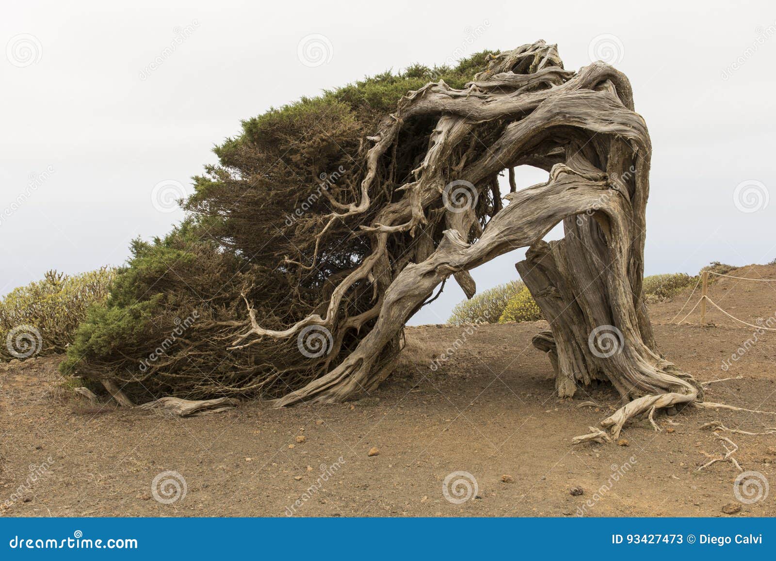 Sabina tree stock image. Image of spain, forest, symbol - 93427473