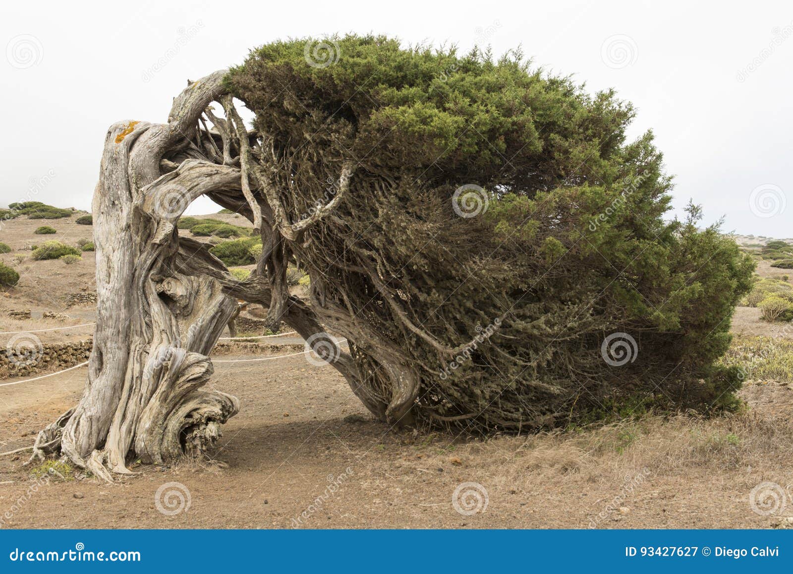 Sabina tree stock image. Image of spain, rugged, tourism - 93427627