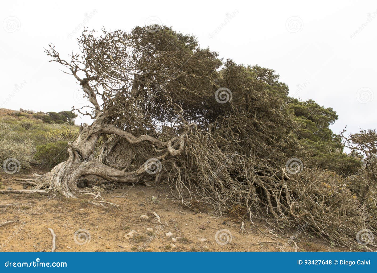 Sabina tree stock photo. Image of curve, detail, canarias - 93427648
