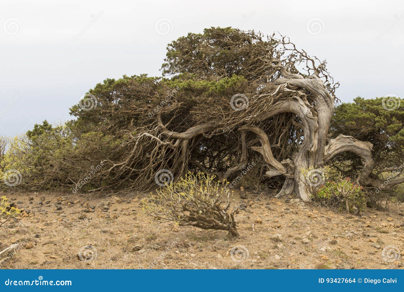 Sabina Tree Juniperus Turbinata Canariensis Twisted By The Wind. La ...