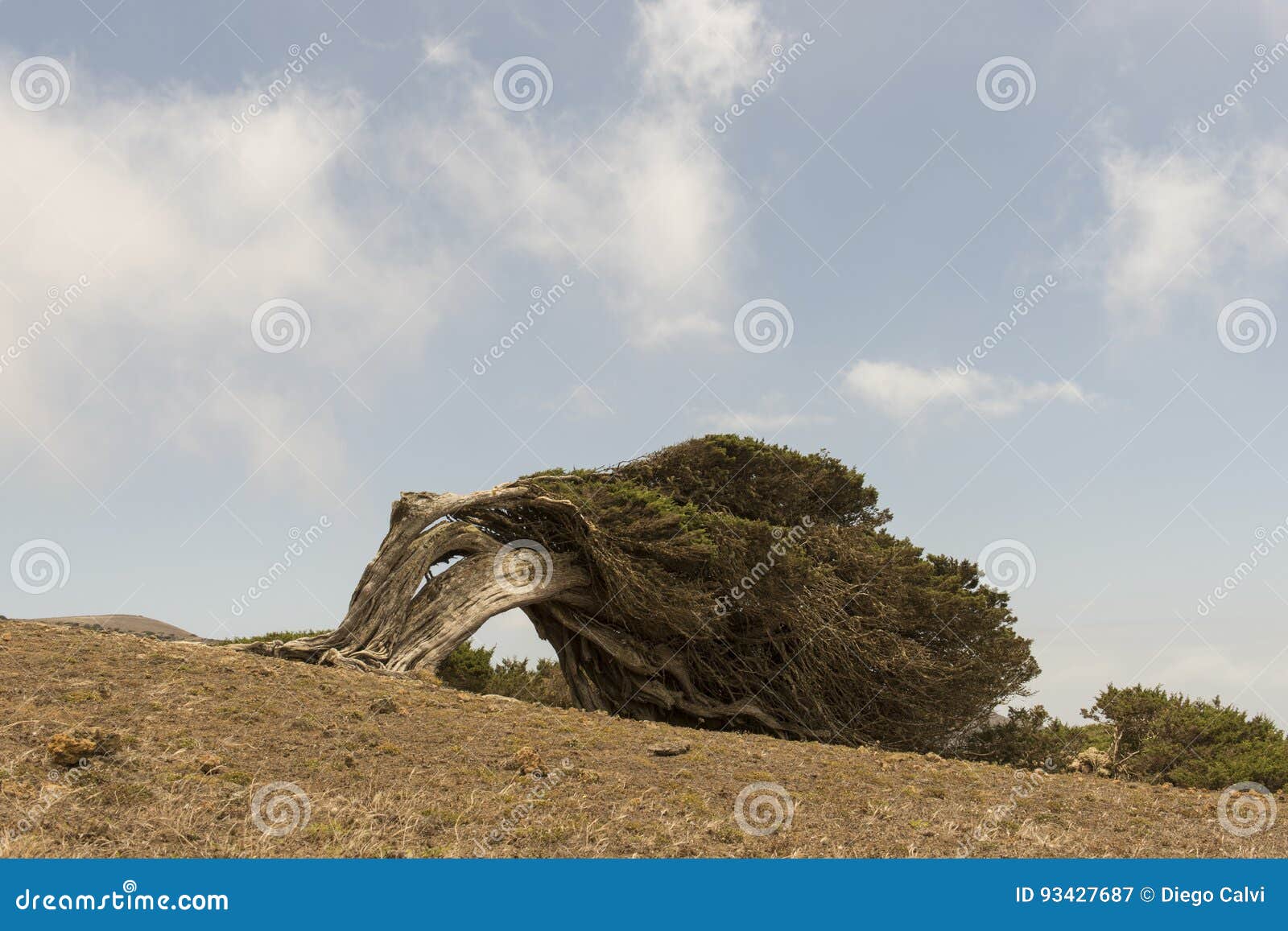 Sabina tree stock image. Image of spain, hierro, islands - 93427687