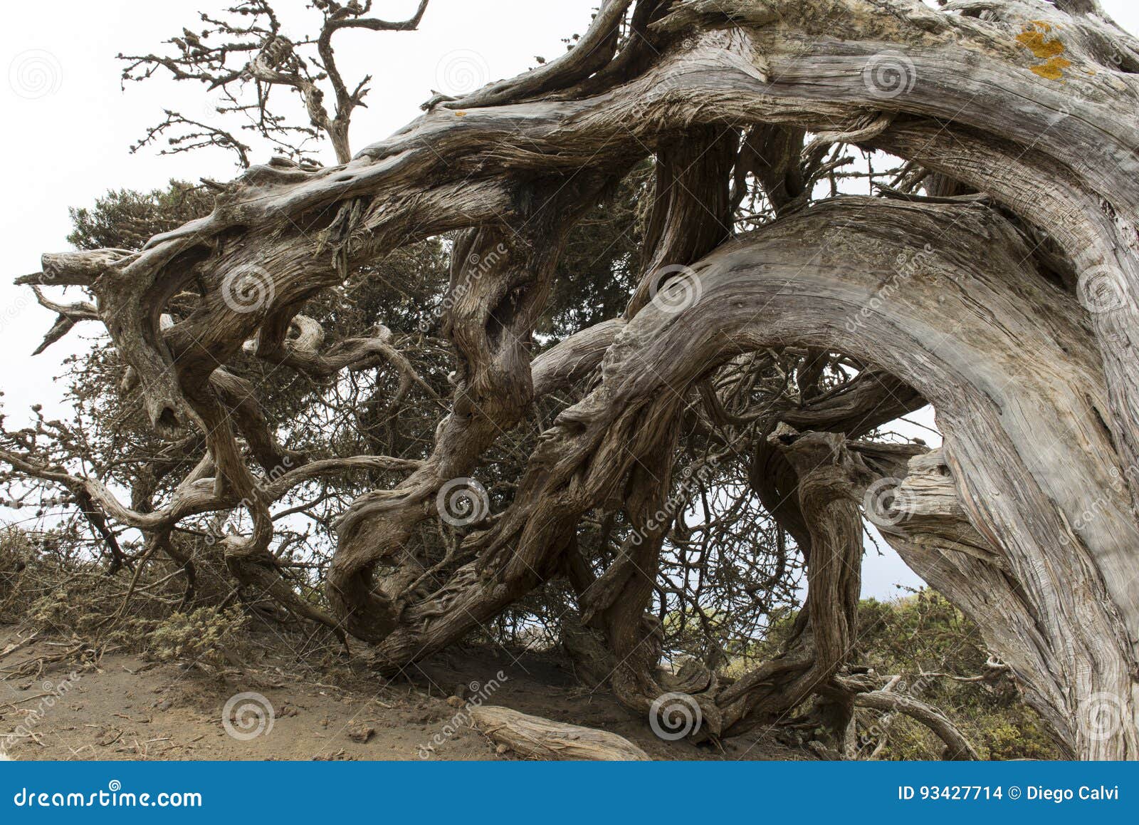 Sabina tree stock photo. Image of beautiful, endemic - 93427714
