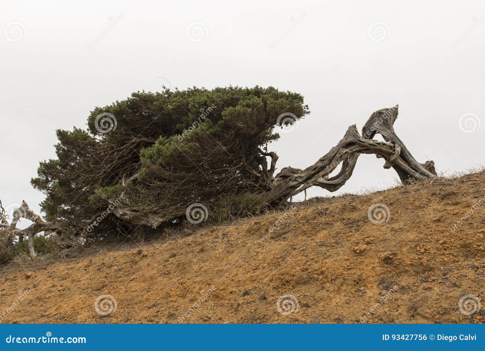 Sabina tree stock photo. Image of ancient, root, nice - 93427756