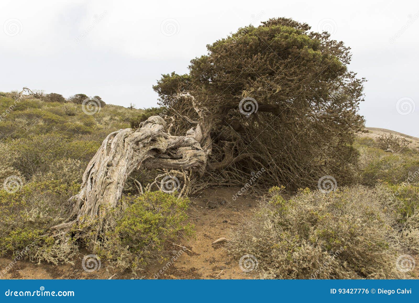 Sabina tree stock photo. Image of forest, symbolic, amazing - 93427776
