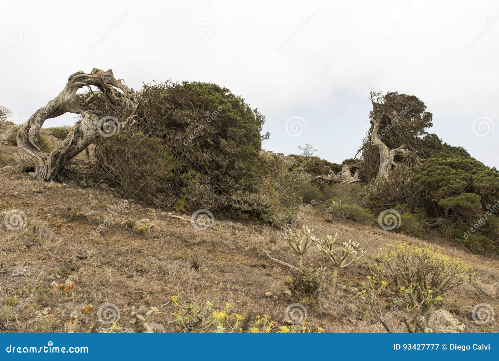 Sabina tree stock image. Image of symbol, sabinal, shrub - 93427777