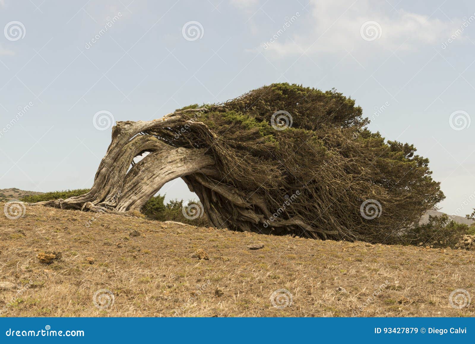 Sabina tree stock image. Image of detail, symbol, spain - 93427879