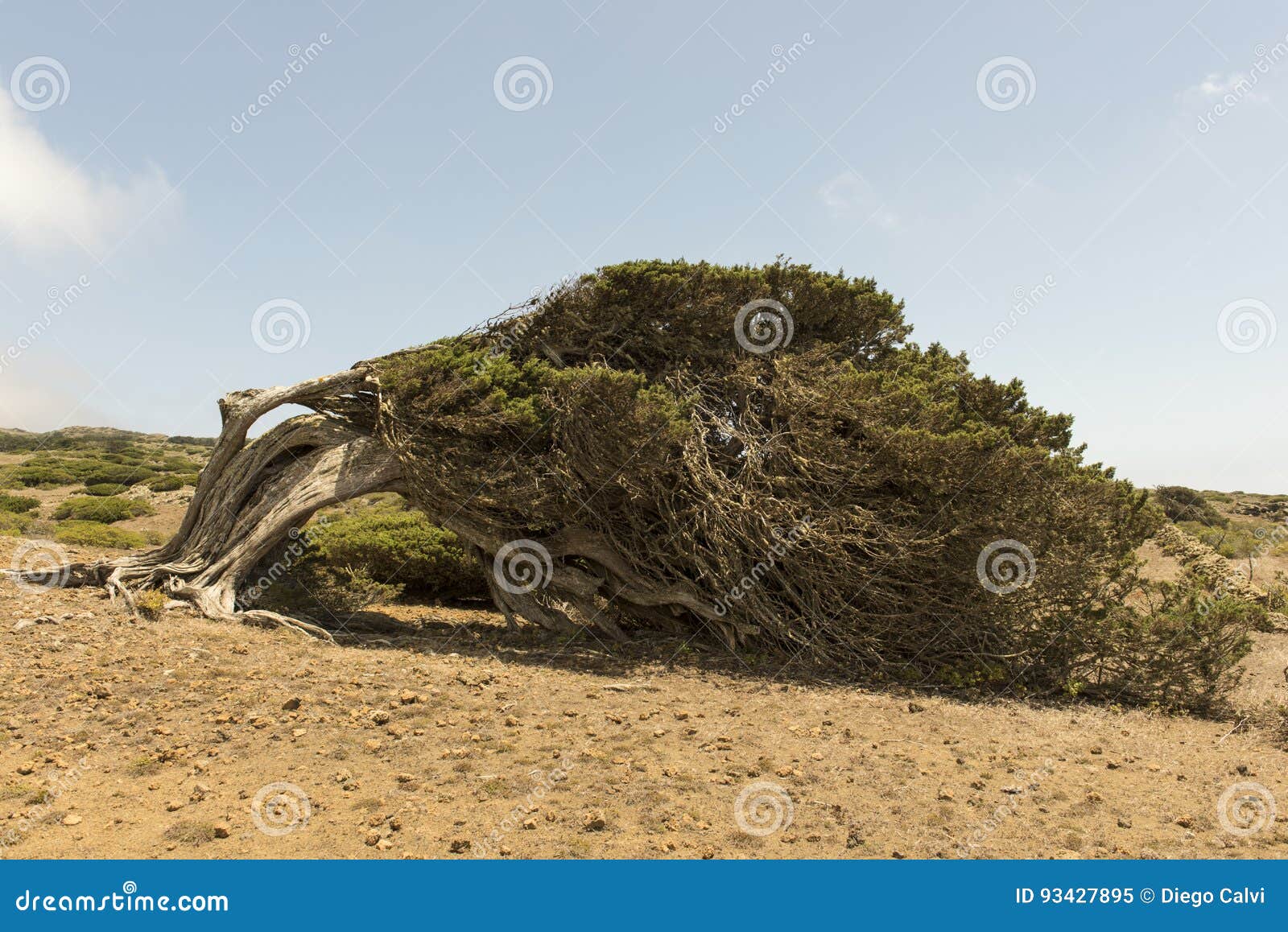 Sabina tree stock image. Image of shrub, nice, root, tourism - 93427895