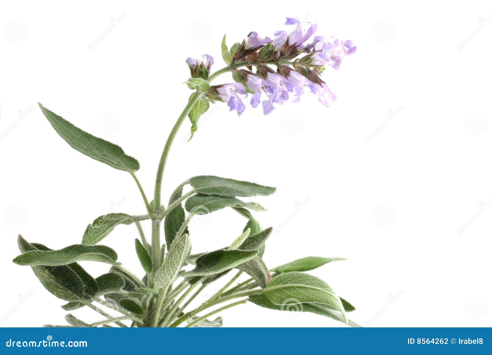 Sabio Con Las Flores Aisladas Foto de archivo - Imagen de cocinero ...