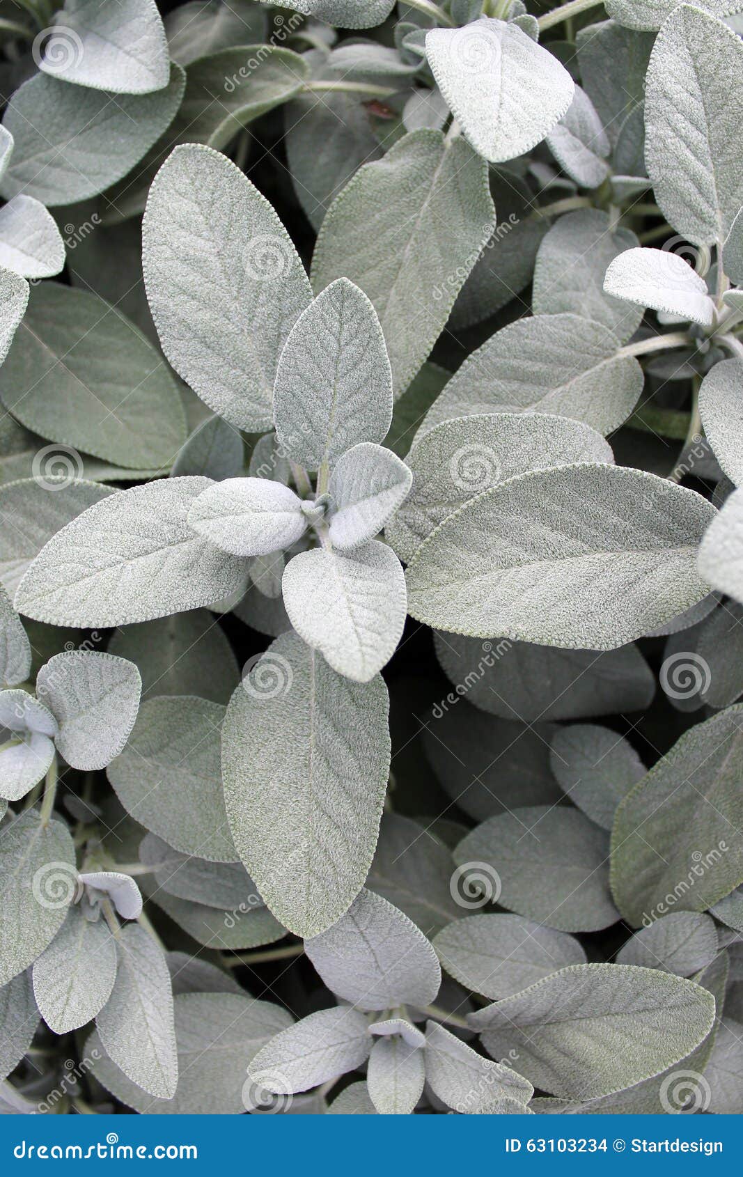 Sabio (officinalis De Salvia) Foto de archivo - Imagen de aroma ...