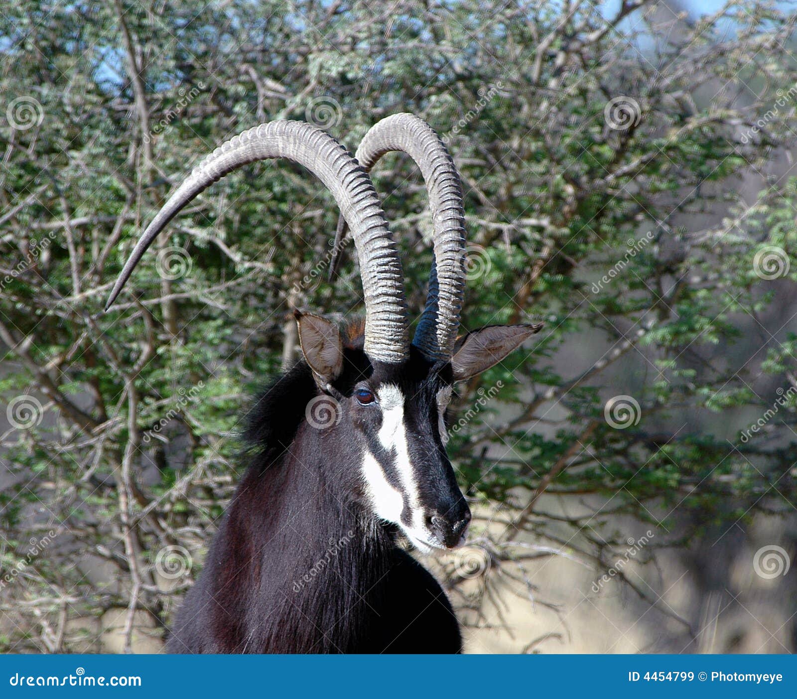 Sable stock image. Image of long, grasslands, graceful - 4454799
