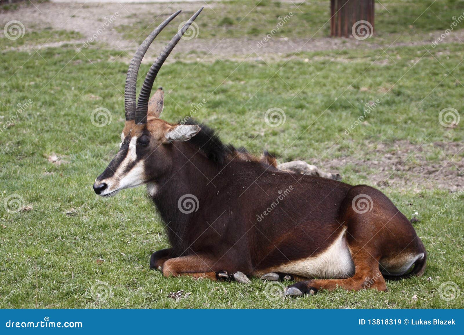 Sable antelope stock image. Image of mammal, wildlife - 13818319