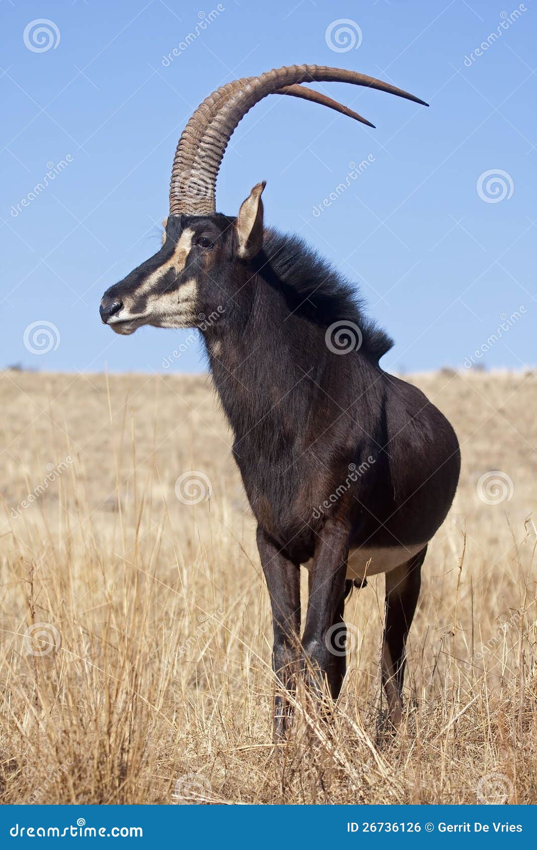 Sable antelope stock photo. Image of antelope, front - 26736126