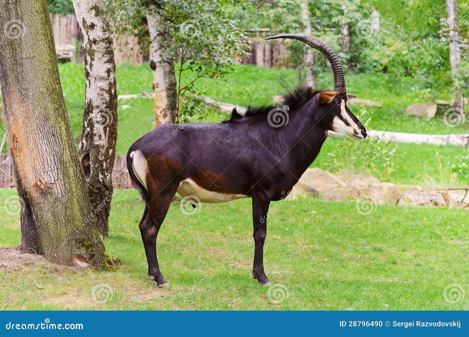Sable Antelope stock photo. Image of grass, hoofed, rural - 28796490