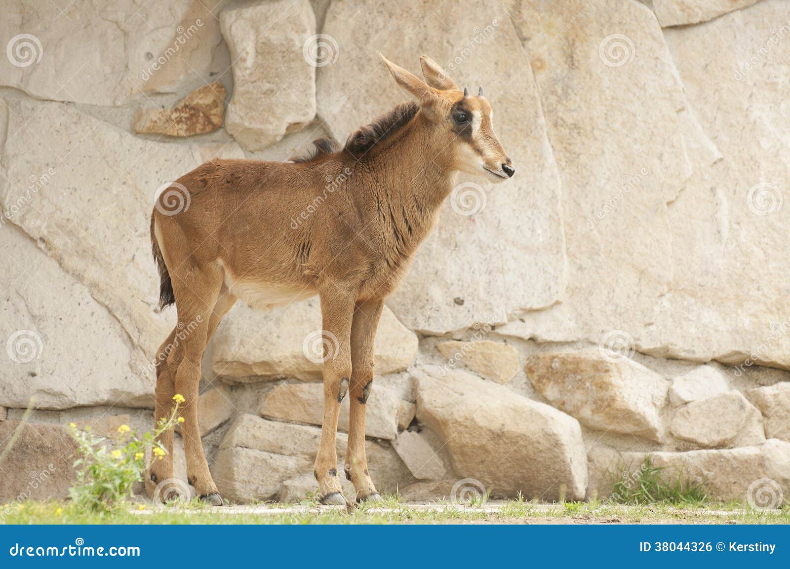 Sable antelope stock photo. Image of wild, furry, antelope - 38044326