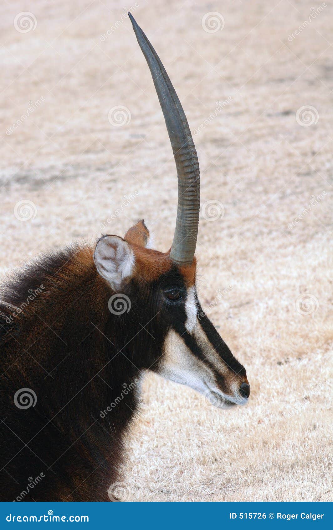 Sable Antelope Picture. Image: 515726