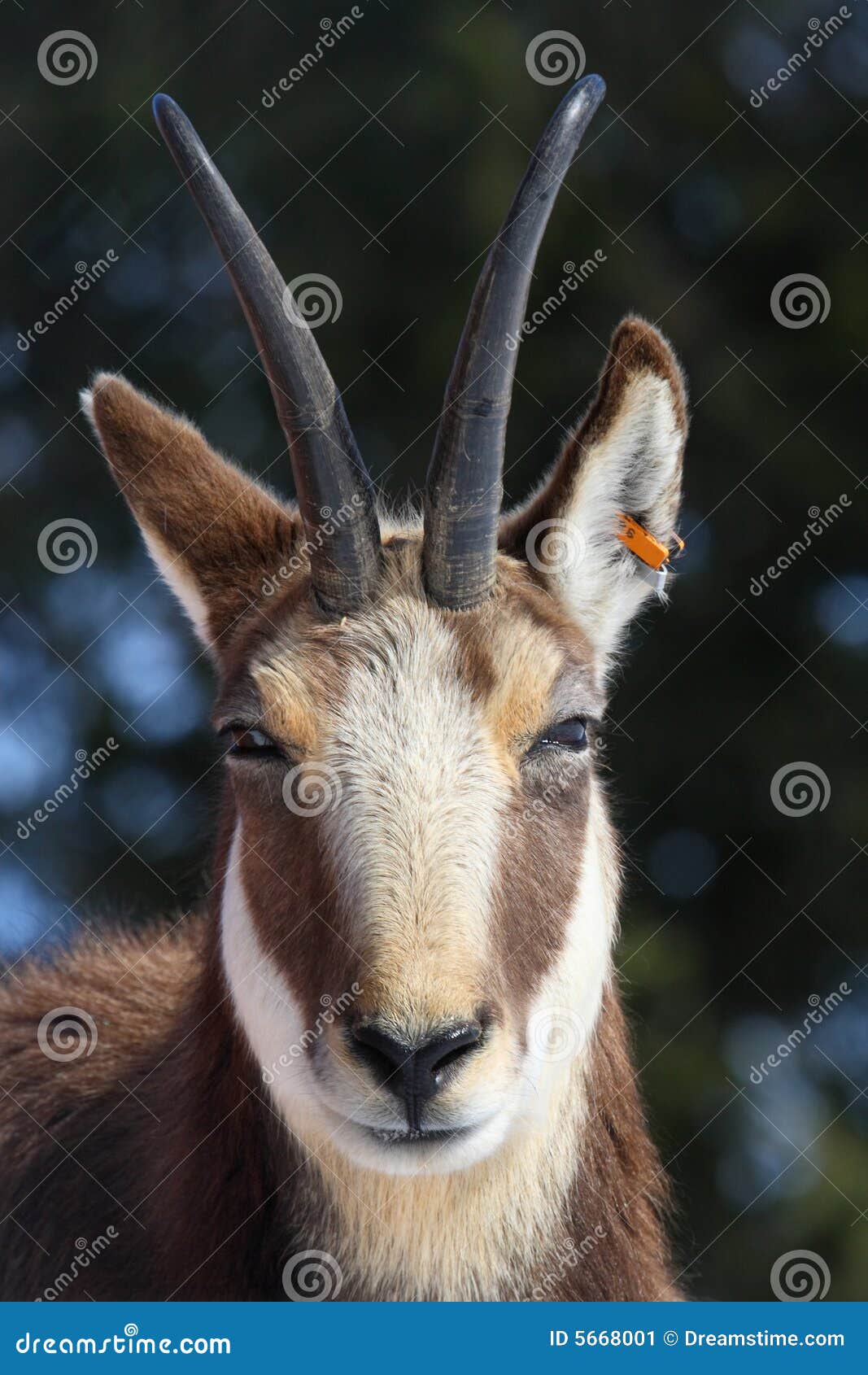 Sable antelope stock image. Image of sable, antelope, profile - 5668001