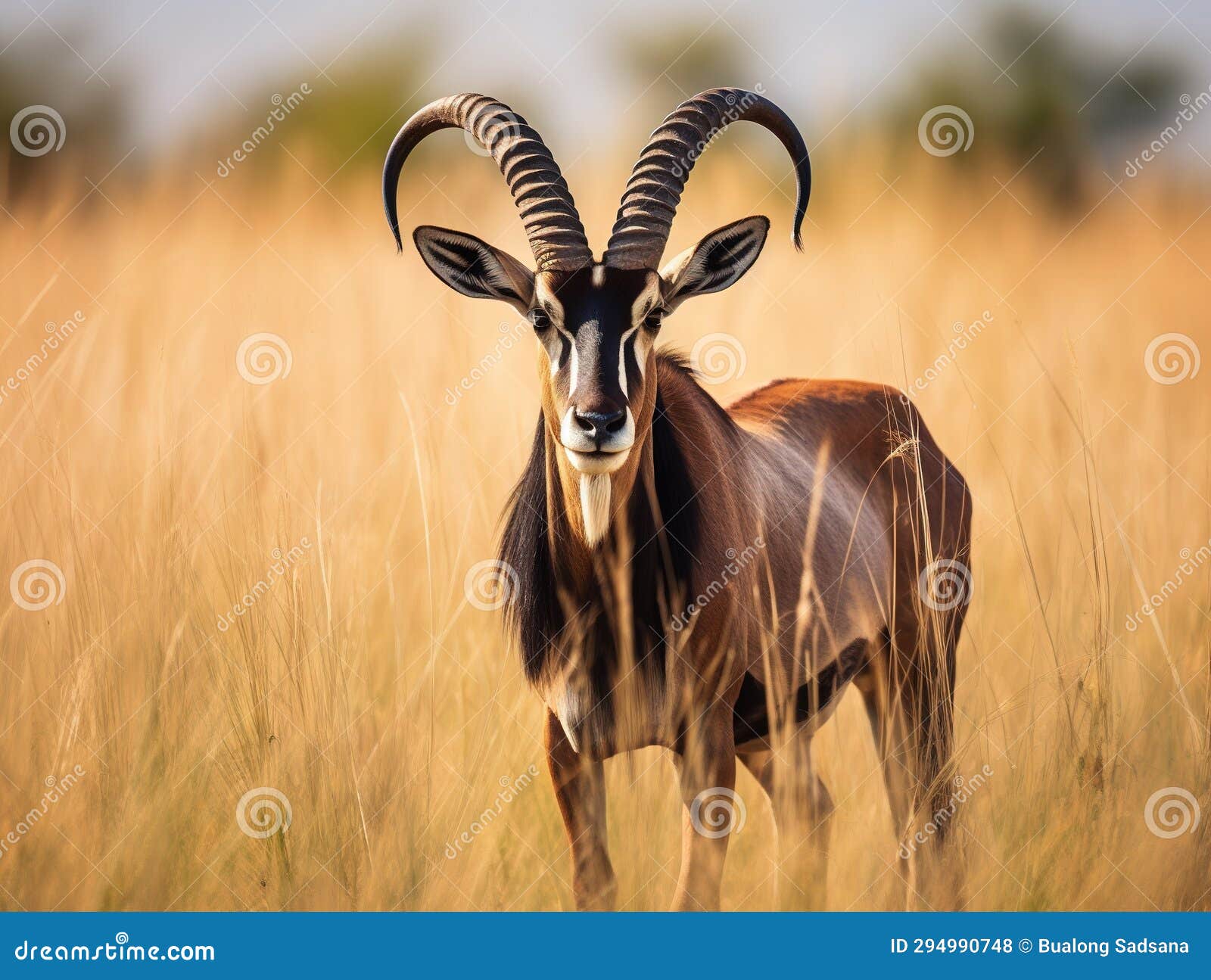 Sable antelope stock illustration. Illustration of imagine - 294990748