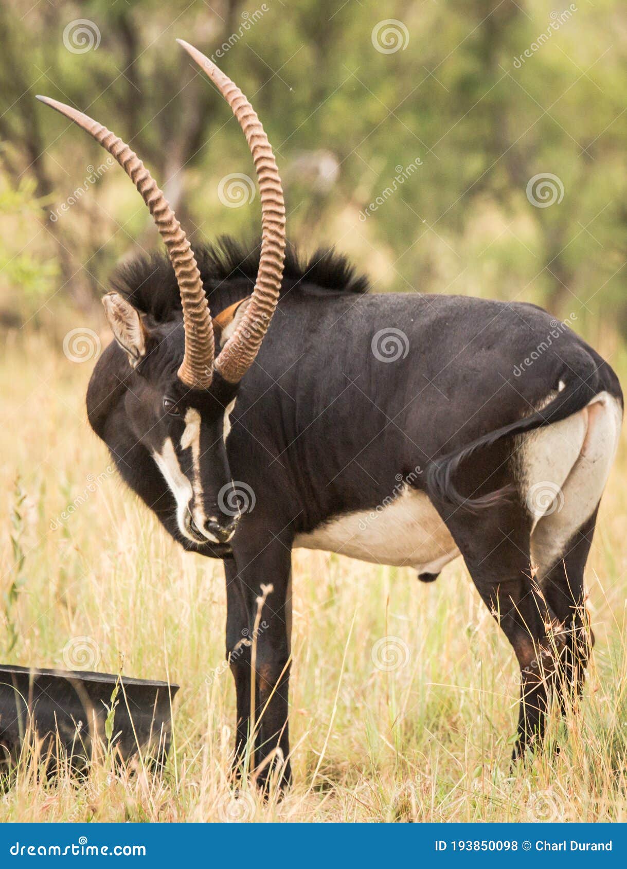 Sable Antelope Bull stock photo. Image of gameviewing - 193850098