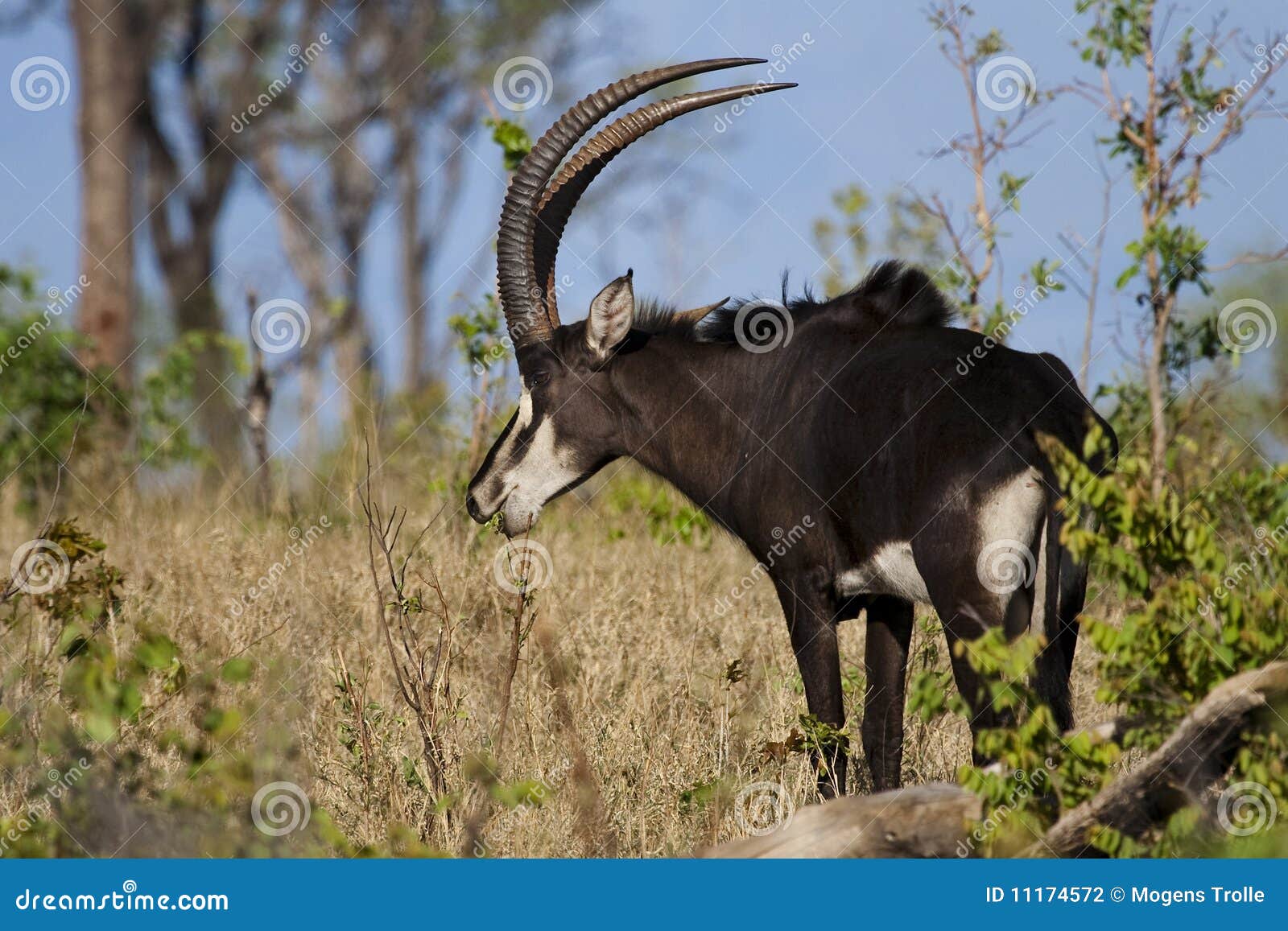 Sable Antelope, Chobe, Botswana Stock Photo - Image of hippotragus ...