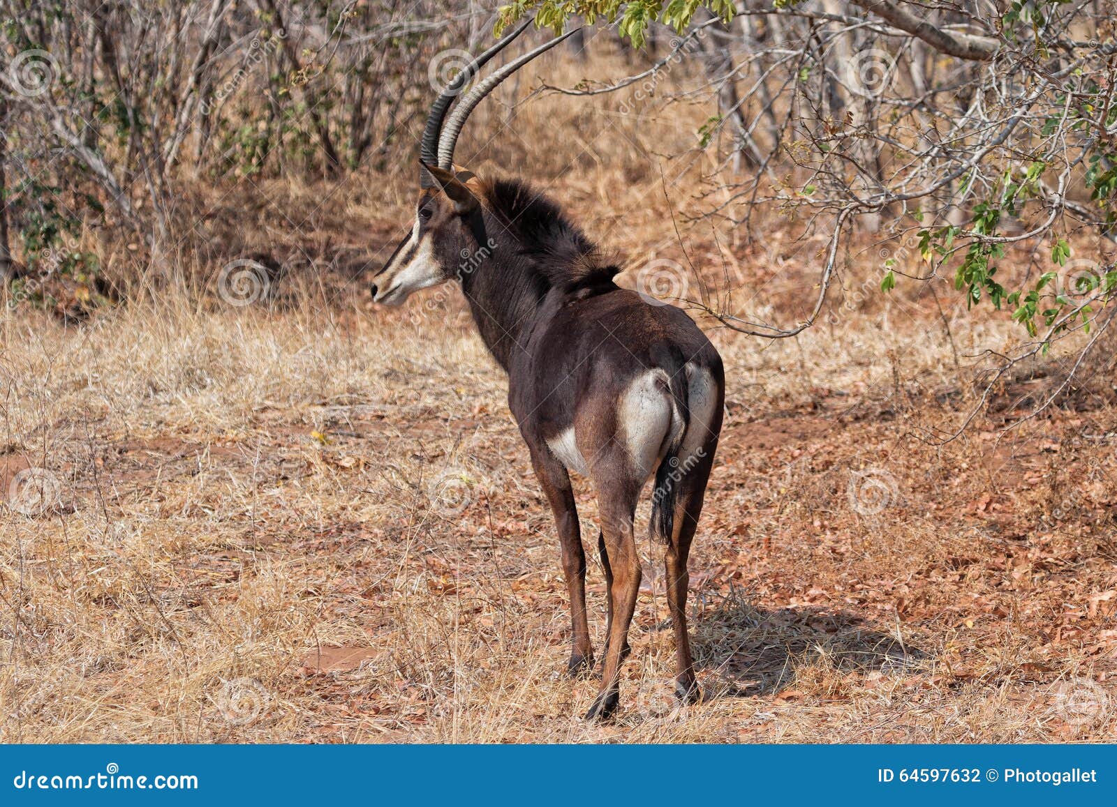Sable antelope at chobe stock photo. Image of antelope - 64597632