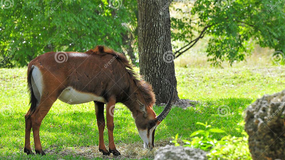 Sable antelope eating stock image. Image of antelopes - 24592965