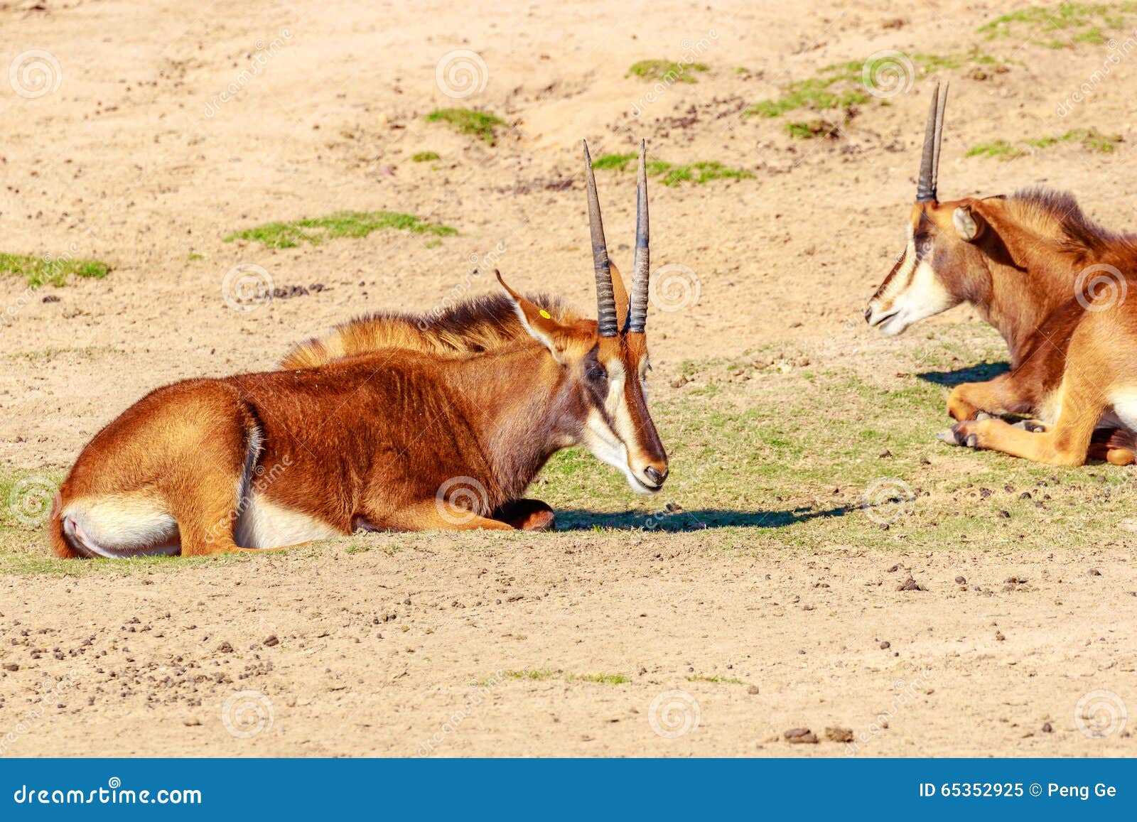 Sable Antelope Group stock image. Image of nature, diego - 65352925