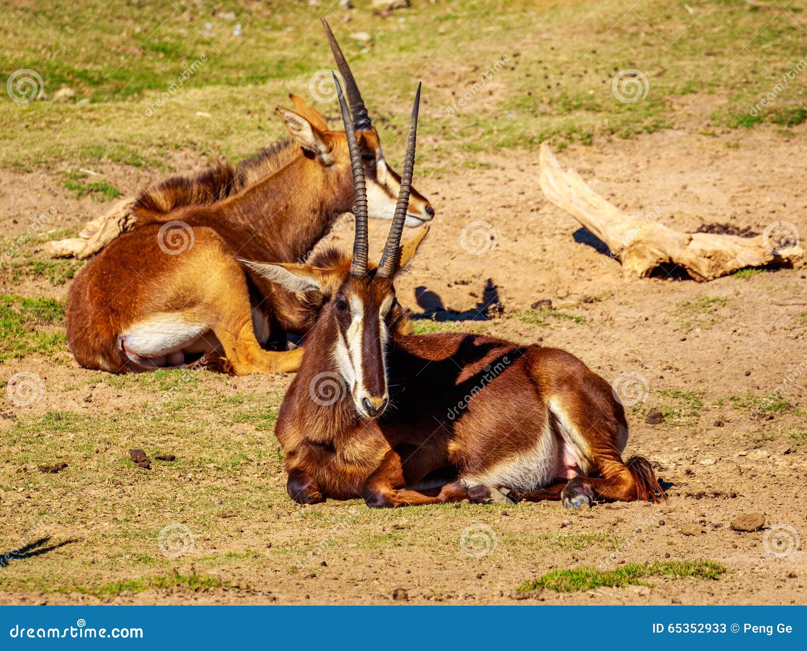 Sable Antelope Group stock image. Image of african, park - 65352933
