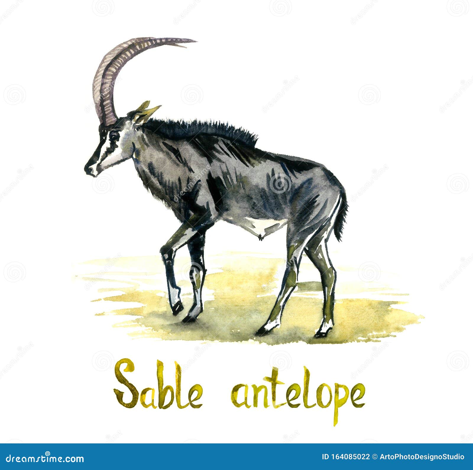 Sable Antelope Drawing
