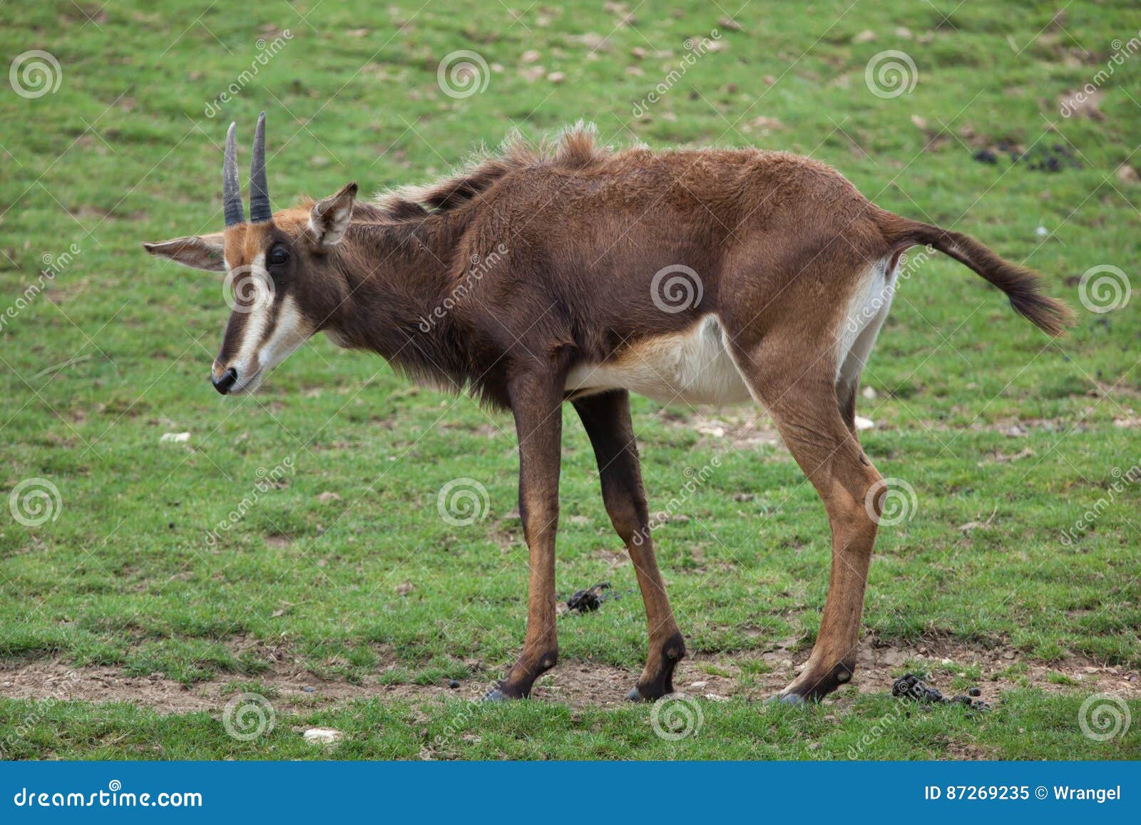 Sable Antelope Hippotragus Niger Stock Image - Image of hoofed, sable ...